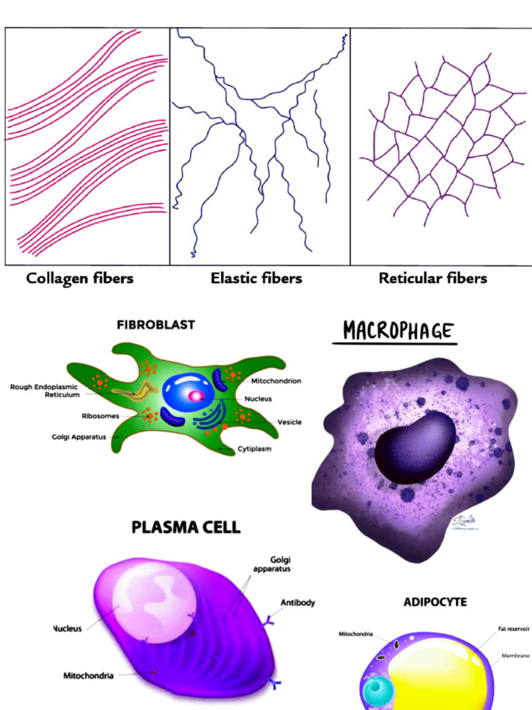 Types of Connective Tissue Cells | PDF | Connective Tissue | Adipocyte