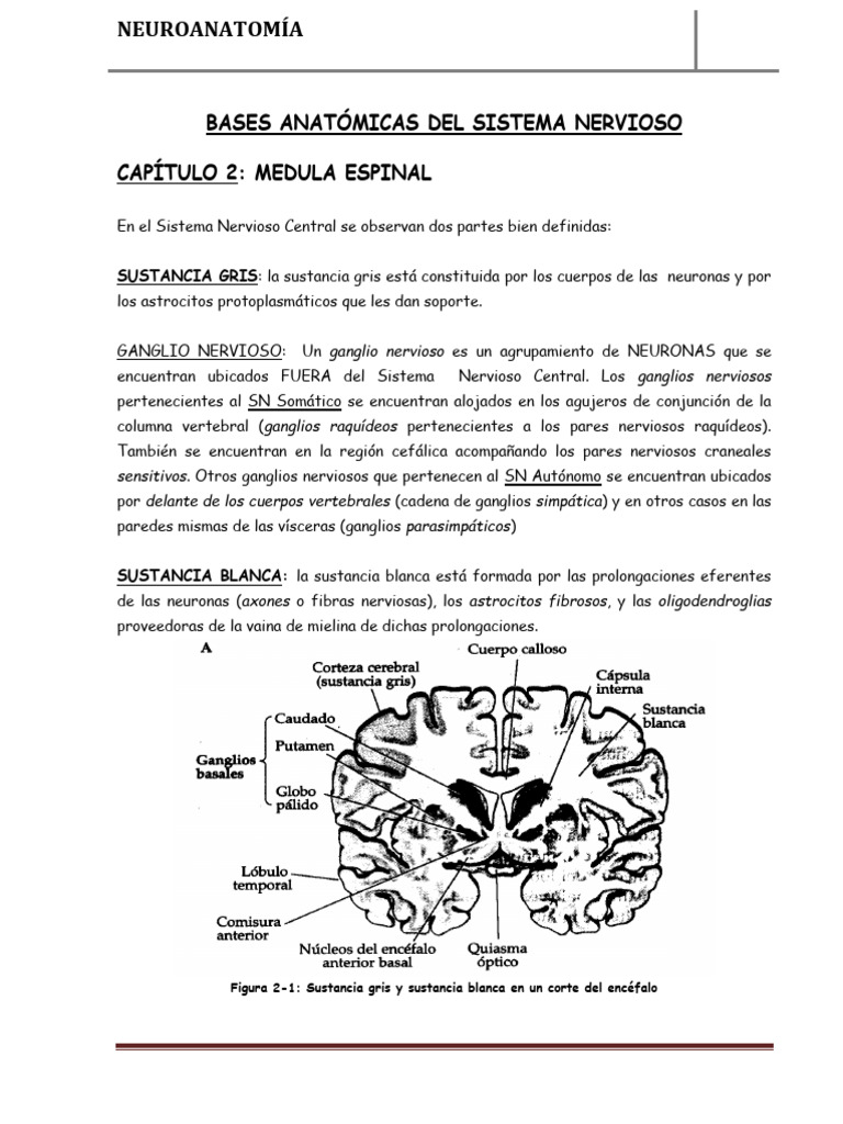 Neuroanatomía Capítulo 2 | PDF | Médula espinal | Sistema nervioso
