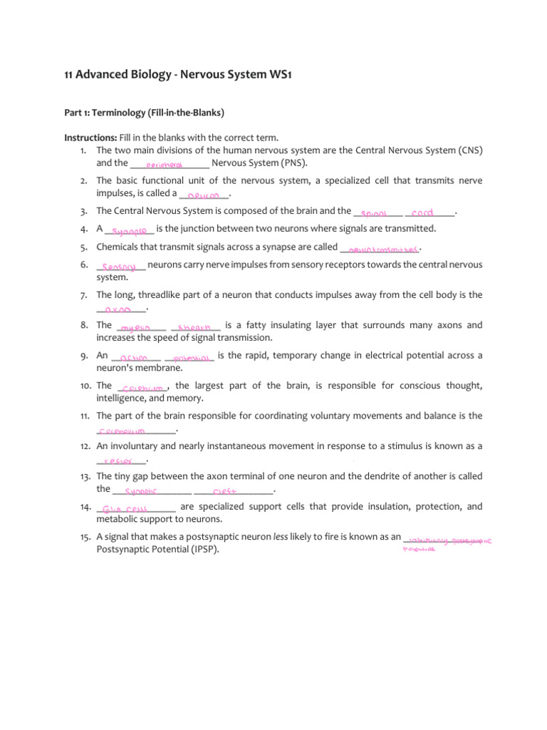 Nervous System WS1 | PDF | Action Potential | Neuron