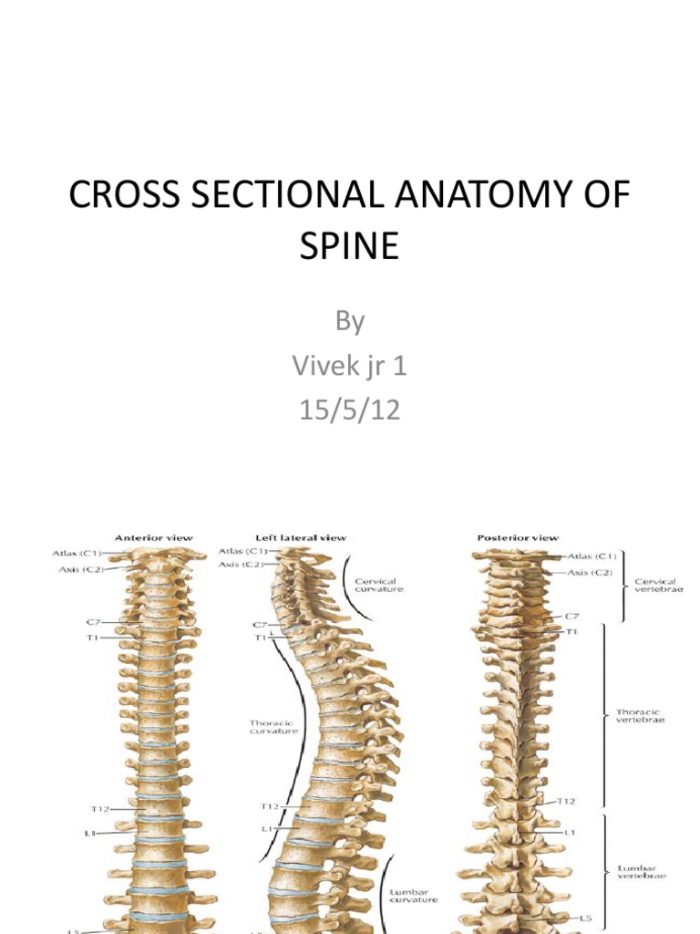 Cross Sectional Anatomy of Spine | PDF | Vertebral Column | Spinal Cord