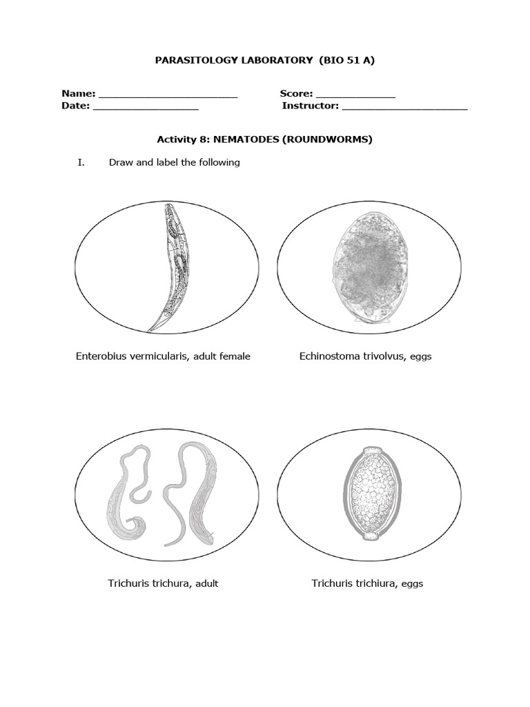 Edited Lab-Activity-8 (i to IV) | PDF | Parasitology