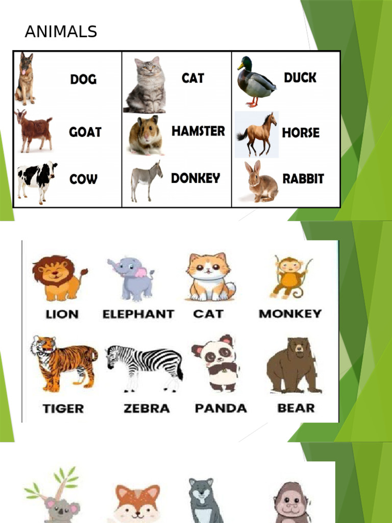Animals | PDF
