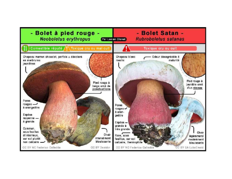 Bolet Pieds Rouge Vs Bolet de Satan | PDF