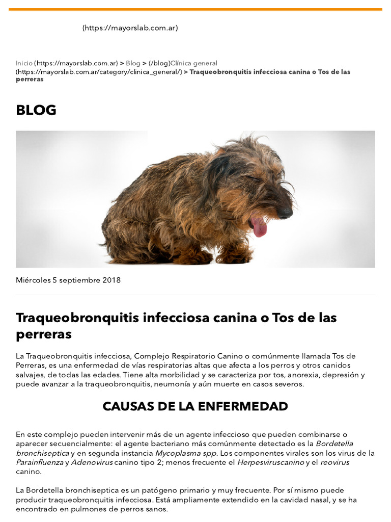 Tos de Perreras en Perros: Causas y Tratamiento | PDF | Tos | Medicina ...