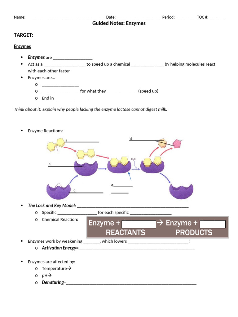 Enzymes Guided Notes 21-22 | PDF | Enzyme | Denaturation (Biochemistry)