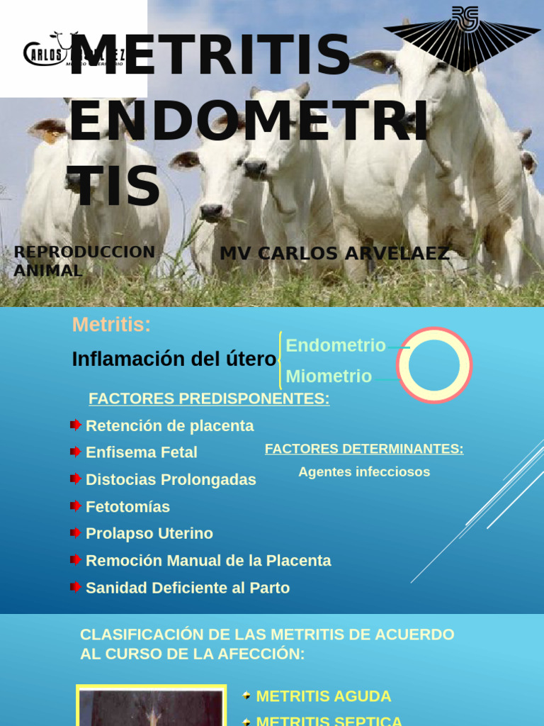 Metritis y Endometritis en Reproducción Animal | PDF | Útero | Parto