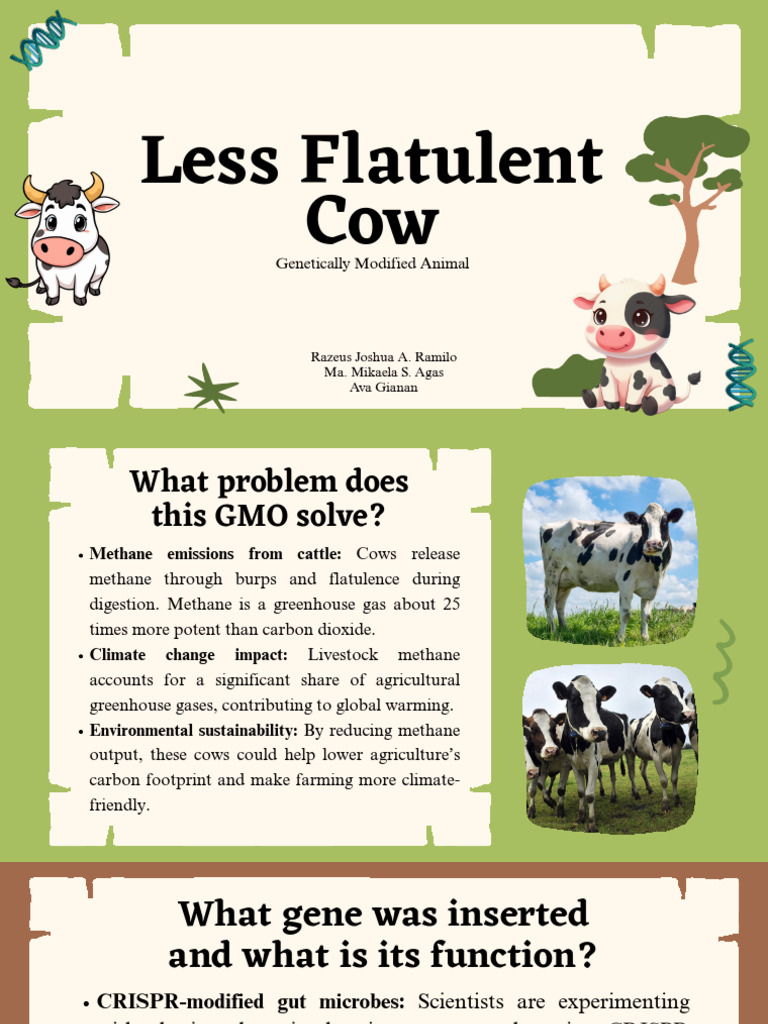 Less Flatulent Cow: Genetically Modified Animal | PDF