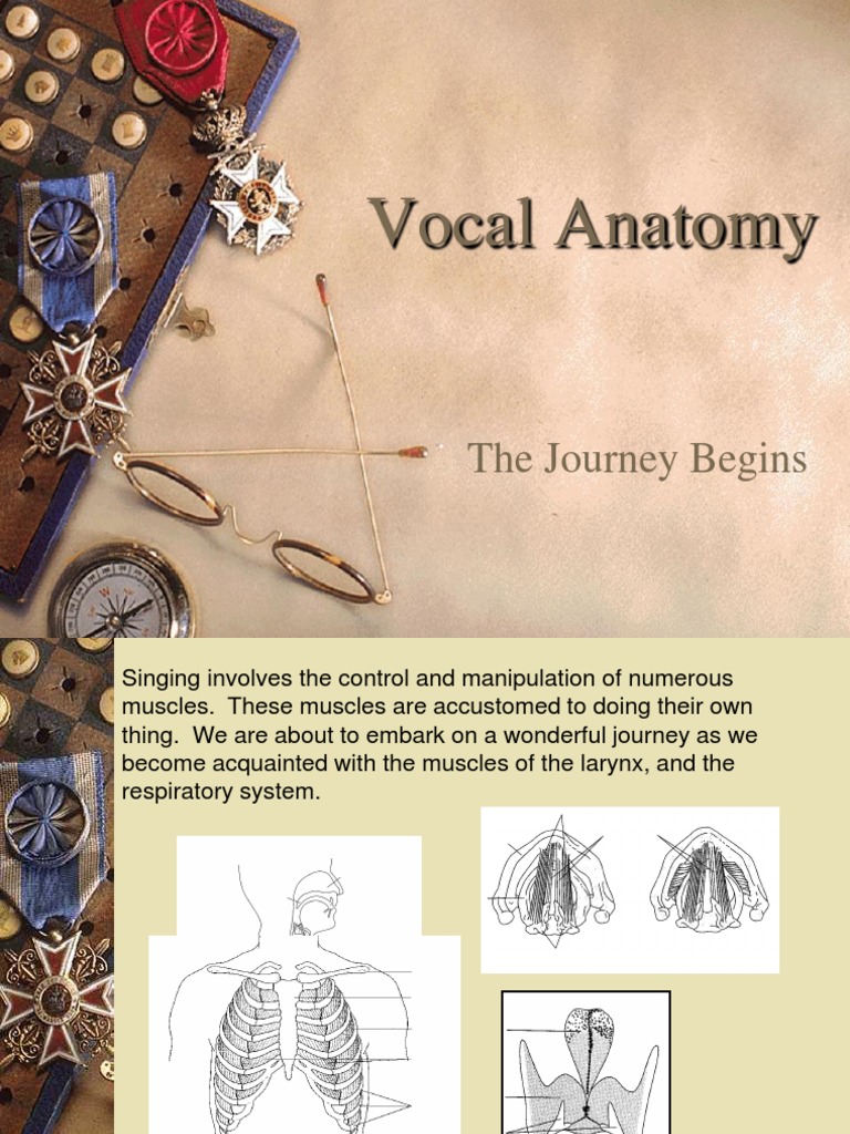 Vocal Anatomy The Journey Begins Pdf Larynx Respiratory System