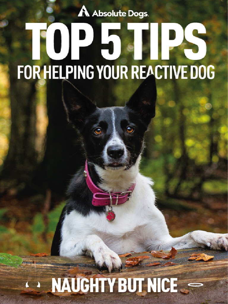 Dogs and Reactivity | PDF | Dogs | Optimism