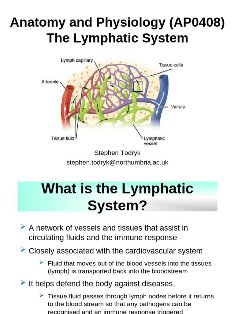 Understanding the Lymphatic System | PDF | Lymphatic System | Lymph