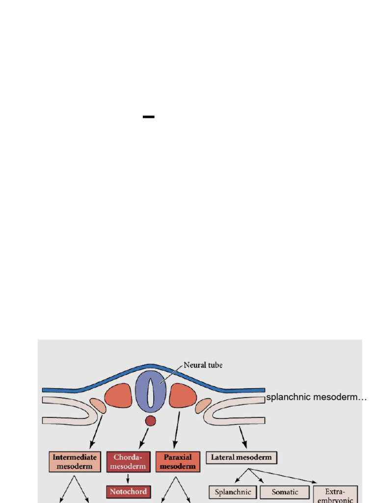 Development of the Venous System in Embryos | PDF | Vein | Liver