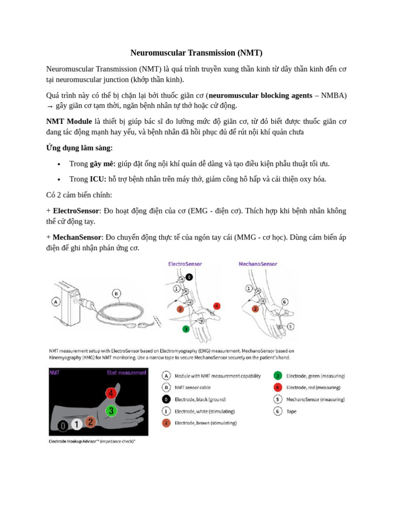 Neuromuscular Transmission | PDF