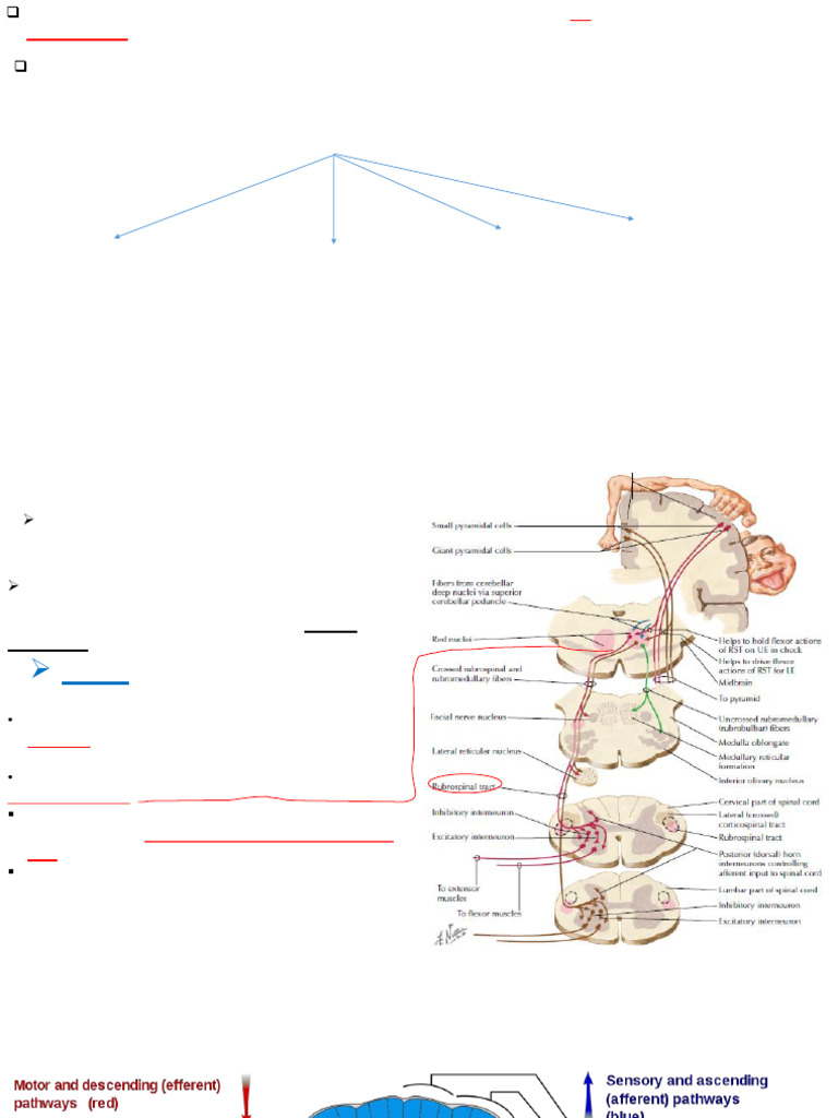 Extrapyramidal Tracts Overview | PDF | Spinal Cord | Brainstem
