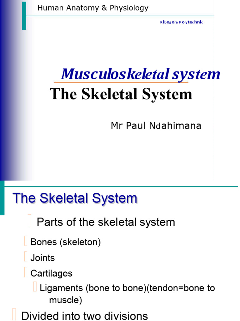 3.skeletal System Anatomy and Physiology | PDF | Skull | Joint