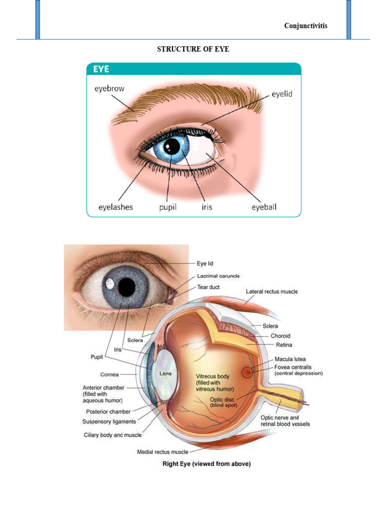 1a. Conjuctivitis - Ref. CDC | PDF | Allergy | Immunology