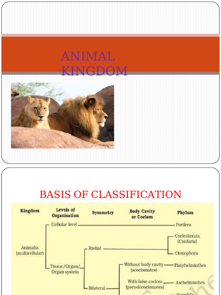 Chapter 4 Animal Kingdom | PDF | Vertebrates | Zoology