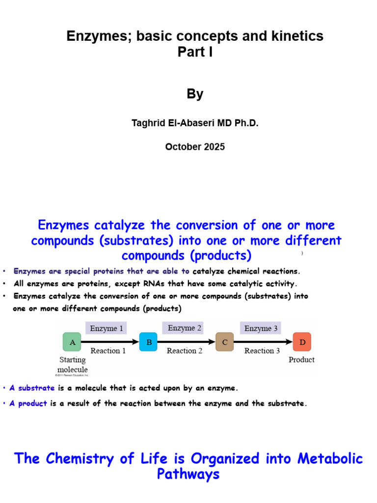 Enzyme Basics and Kinetics Explained | PDF | Enzyme | Active Site