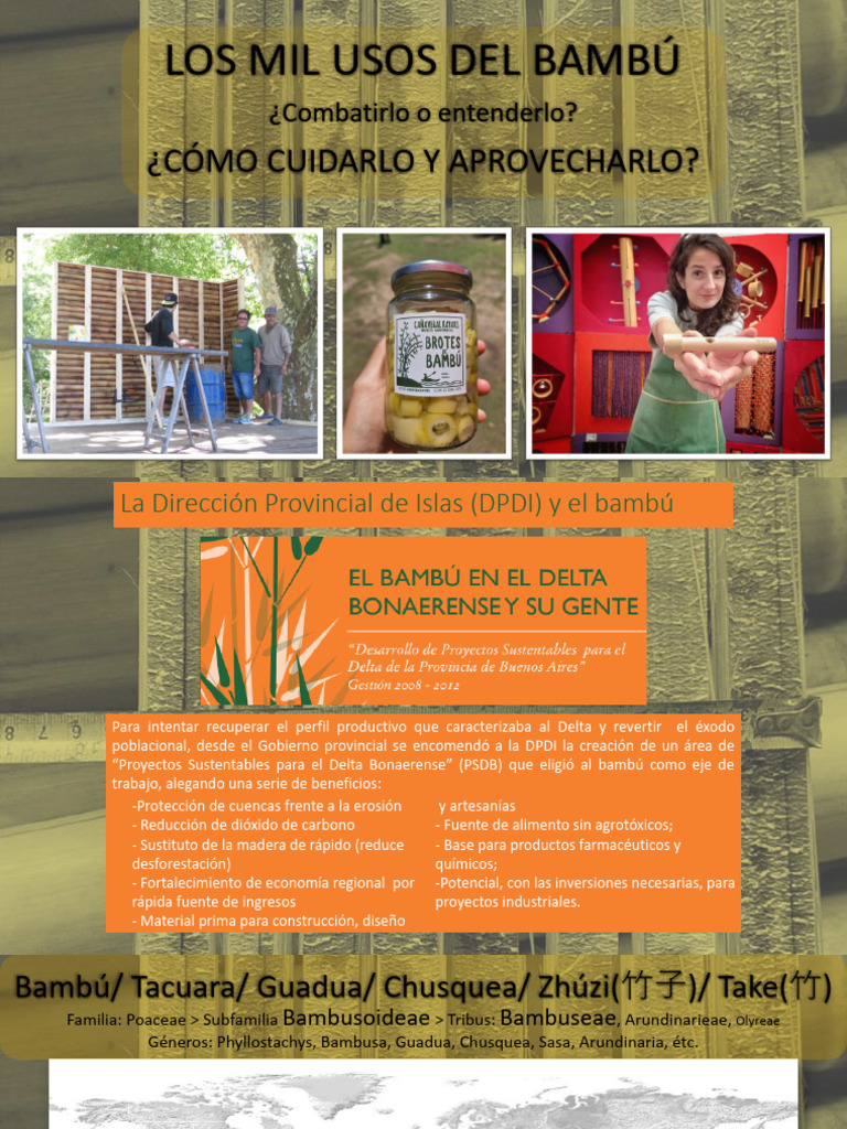 Los Mil Usos Del Bambú Taller Didactico | PDF | Bambú