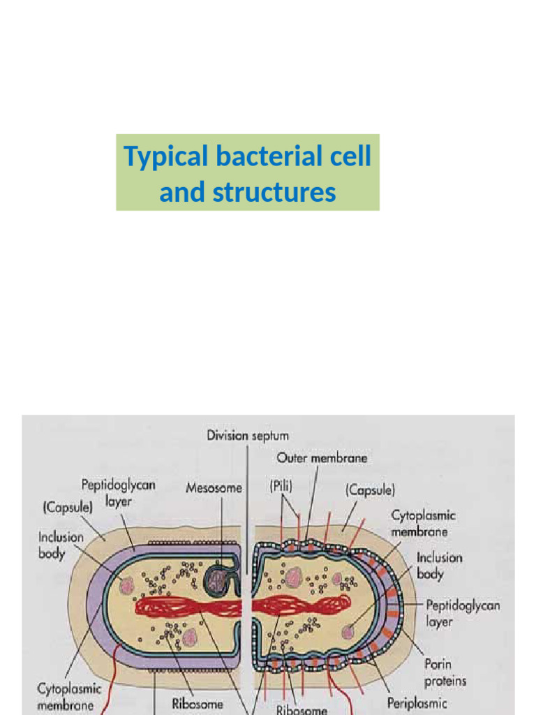 Lecture 4-Bacterial Structures | PDF