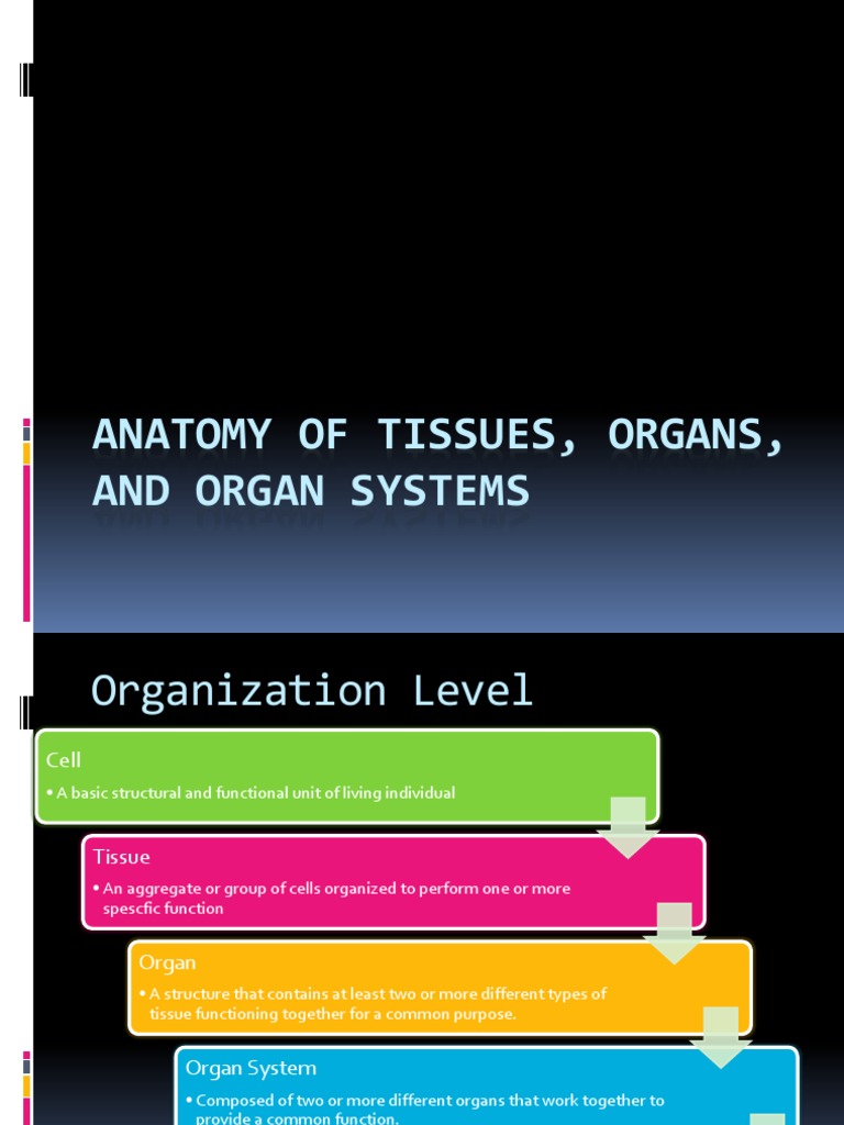 Anatomy of Tissues, Organs | PDF | Epithelium | Skeleton
