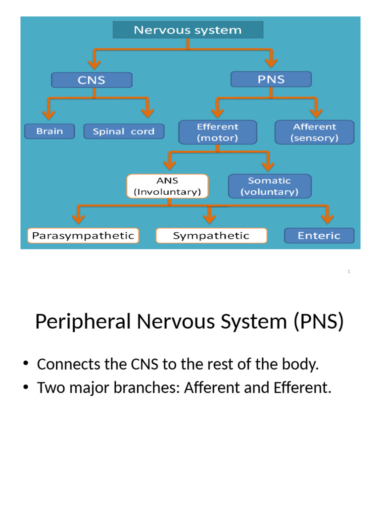Overview of the Peripheral Nervous System | PDF