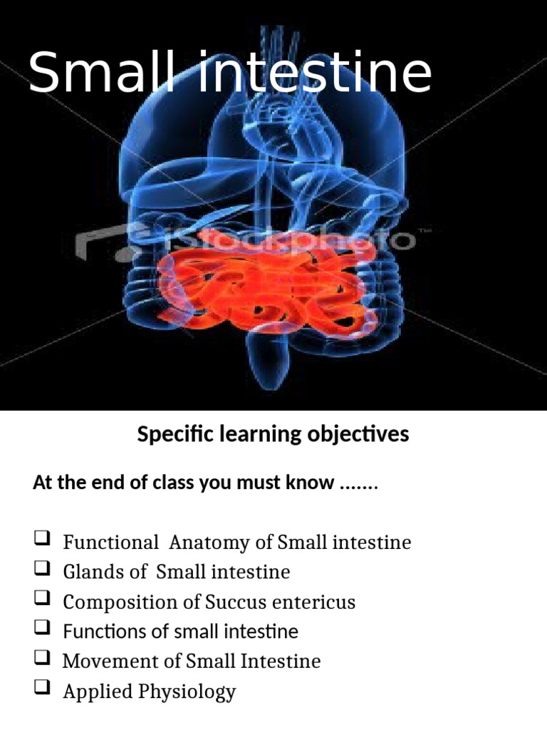 7.Small Intestine (2) | PDF | Small Intestine | Gastrointestinal Tract