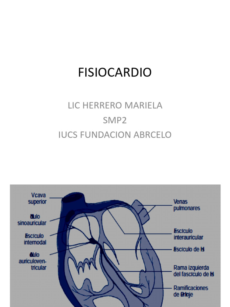 Inervación y Ciclo Cardíaco: Fundamentos | PDF | Ventrículo (corazón ...