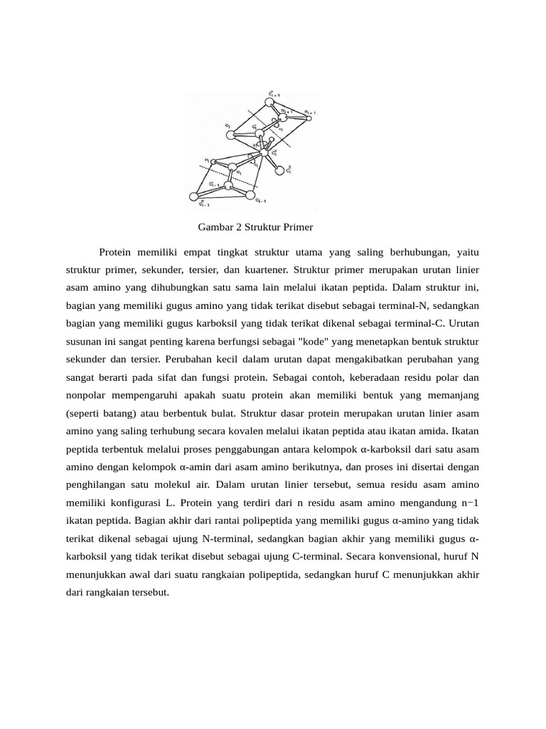 Struktur Primer Protein dan Fungsinya | PDF