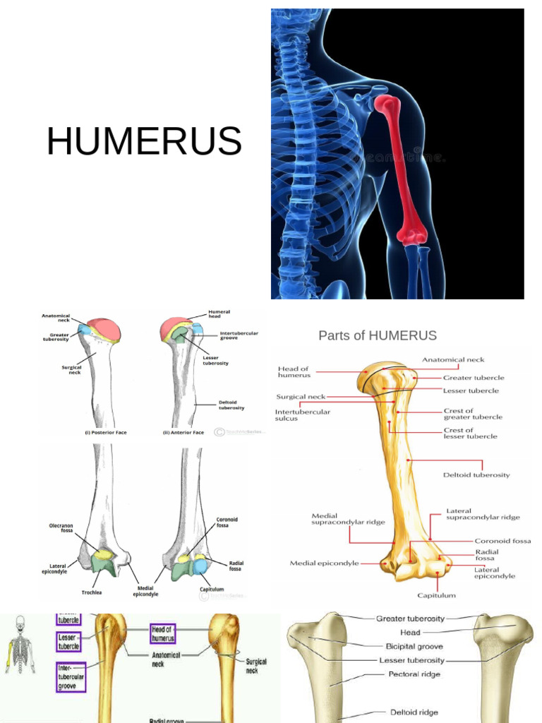 Humerus | PDF