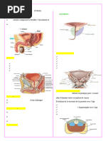 Anatomie de la Prostate et Topographie | PDF | Prostate | Morphologie ...
