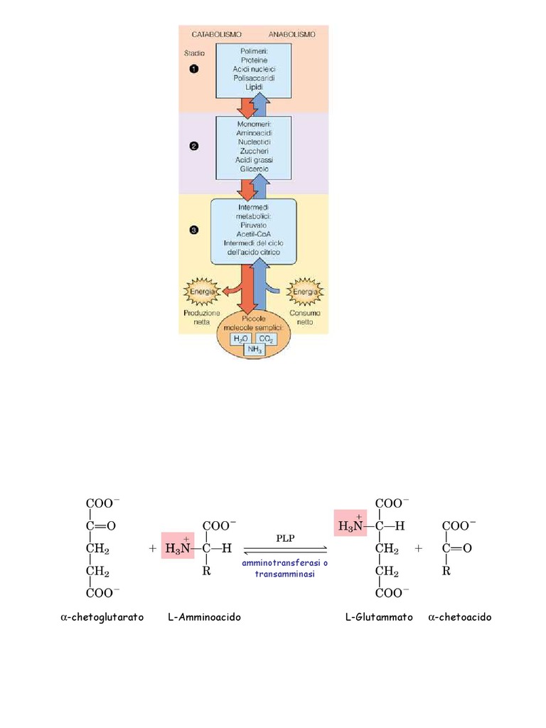 Metabolismo Amminoacidi Pdf