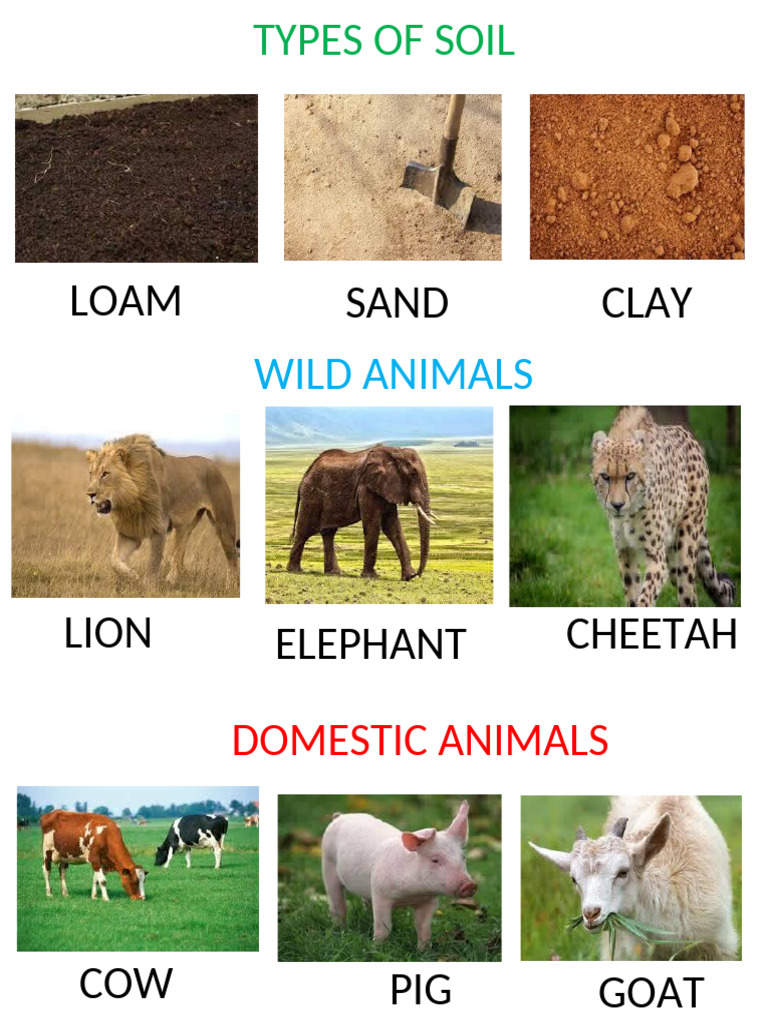 Wild Domestic Soil | PDF