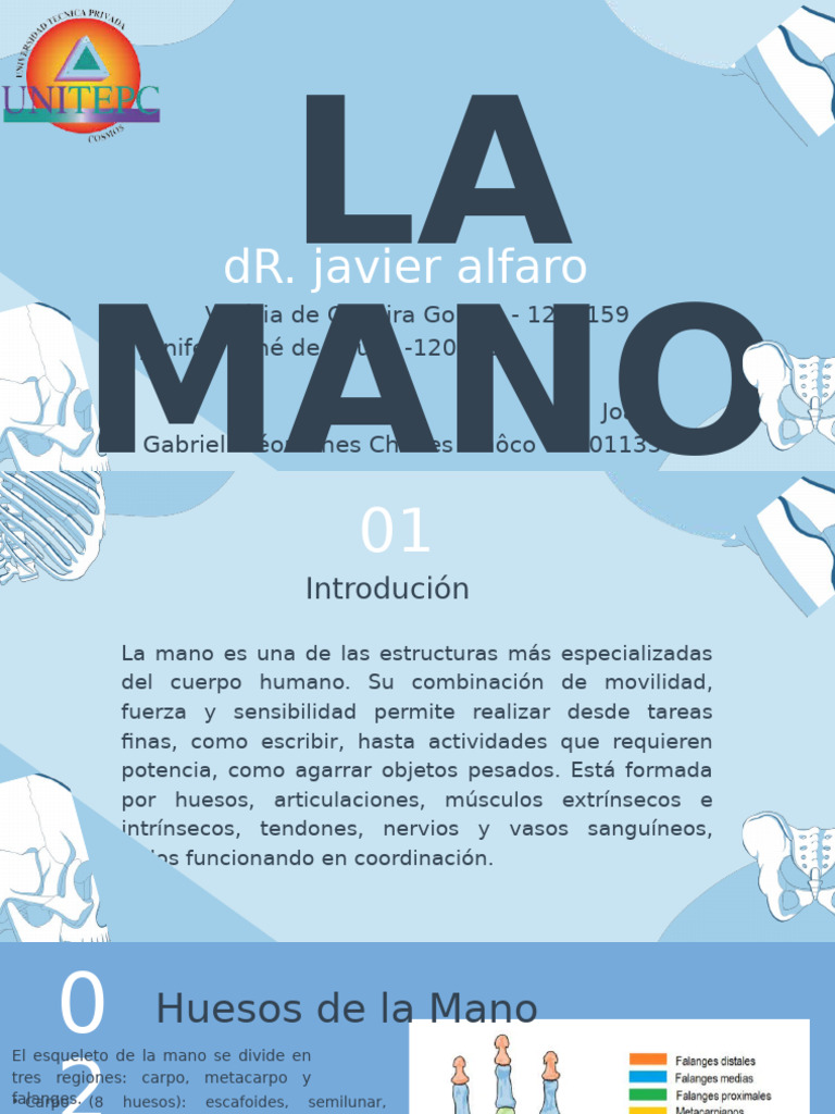 Anatomía y Funciones de la Mano | PDF | Mano | Extremidades (anatomía)