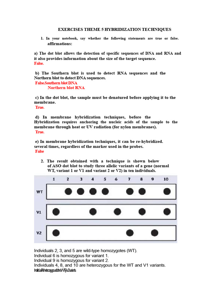 Exercises Theme 5 Hybridization Techniques | PDF | Fluorescence In Situ Hybridization | Northern ...
