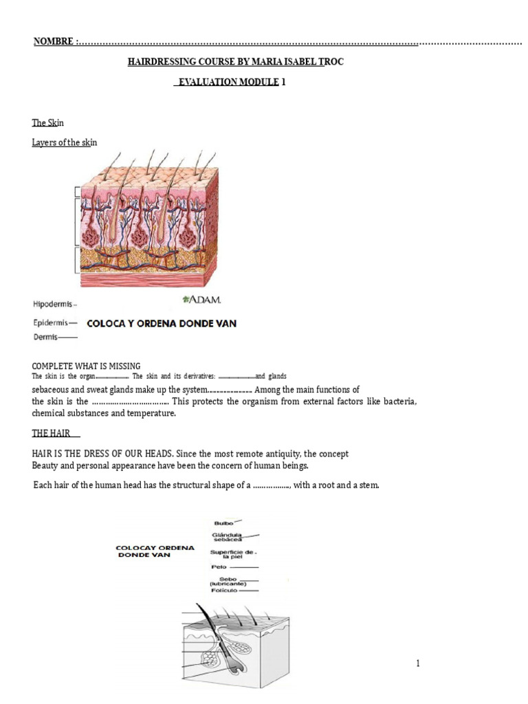 Module 1 Hairdressing Evaluation | PDF | Skin | Hair