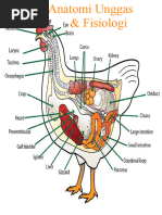 Anatomi Organ Pencernaan Ayam | PDF