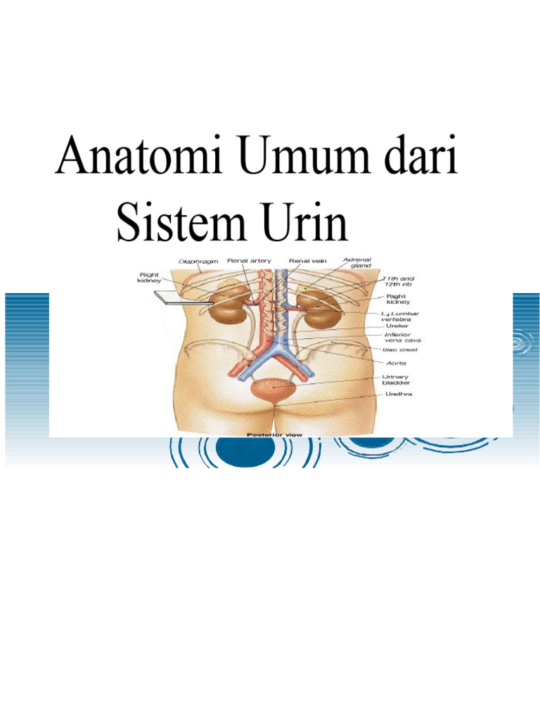 Anatomi Ginjal | PDF
