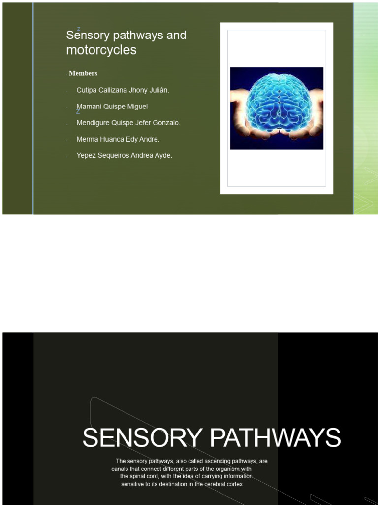 Understanding Sensory and Motor Pathways | PDF | Spinal Cord | Central ...