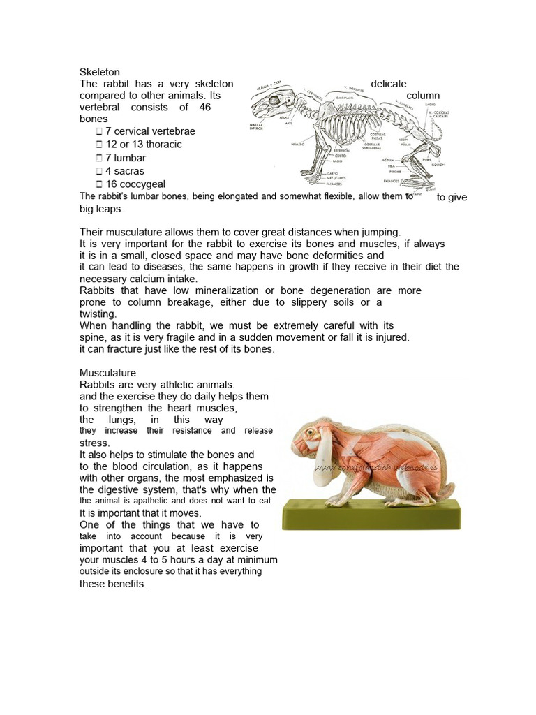 Anatomy of The Rabbit | PDF | Bone | Skeleton