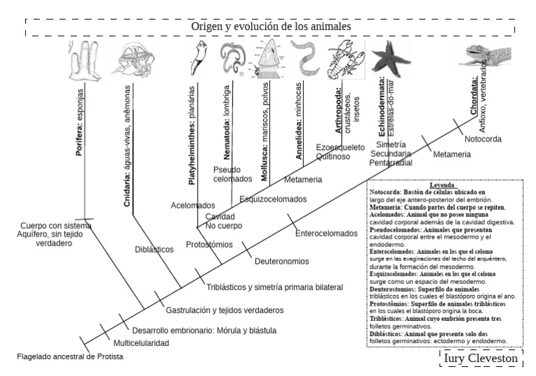 Evolución y clasificación de los animales | PDF | Biología del ...