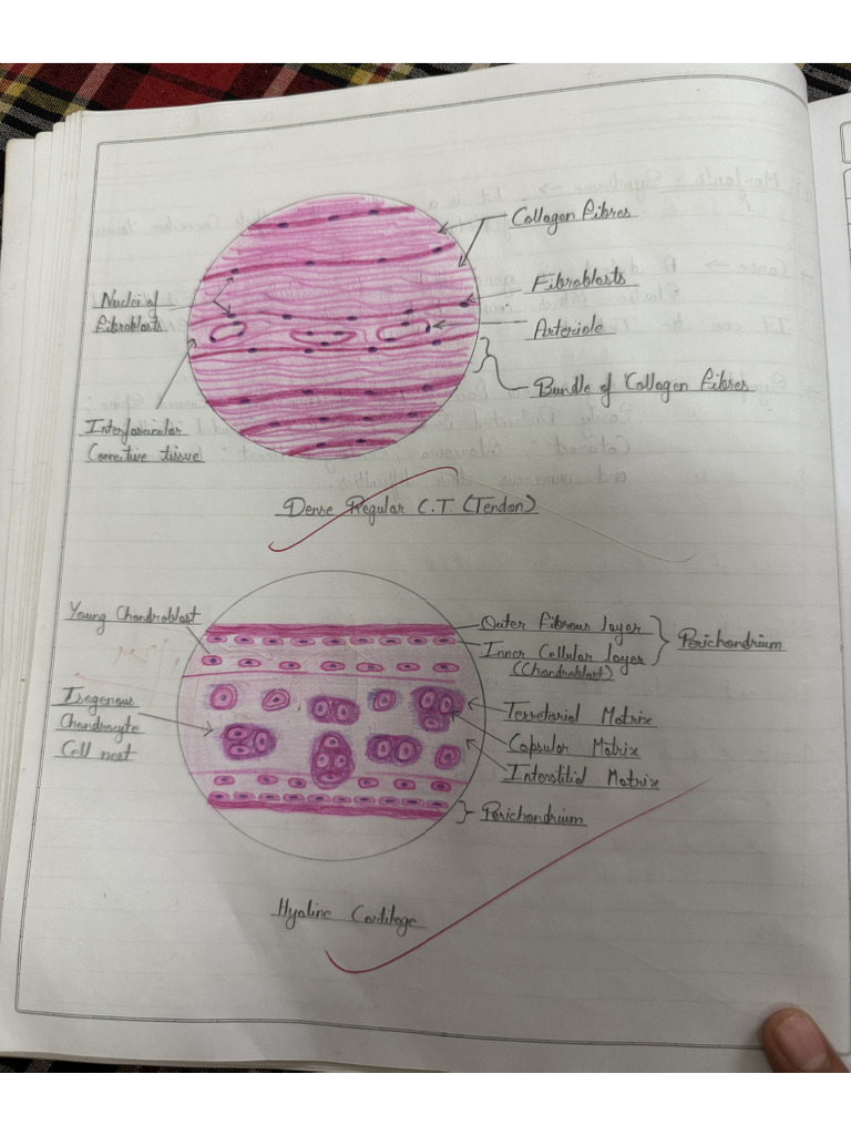Histo All Diagrams | PDF