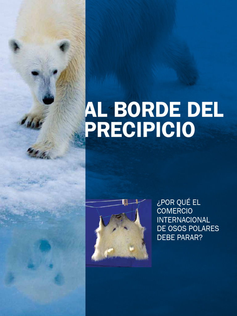 Polar Bear OV COP16 Spanish | PDF | Oso polar | Osos