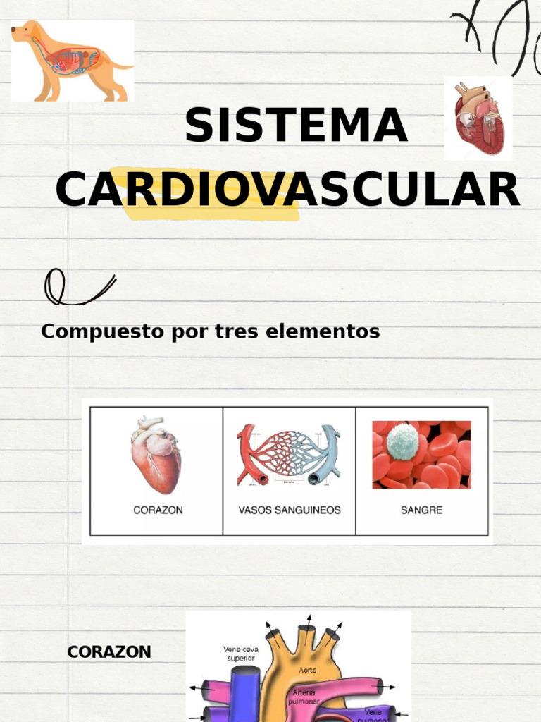 Sistema Cardio 4 | PDF