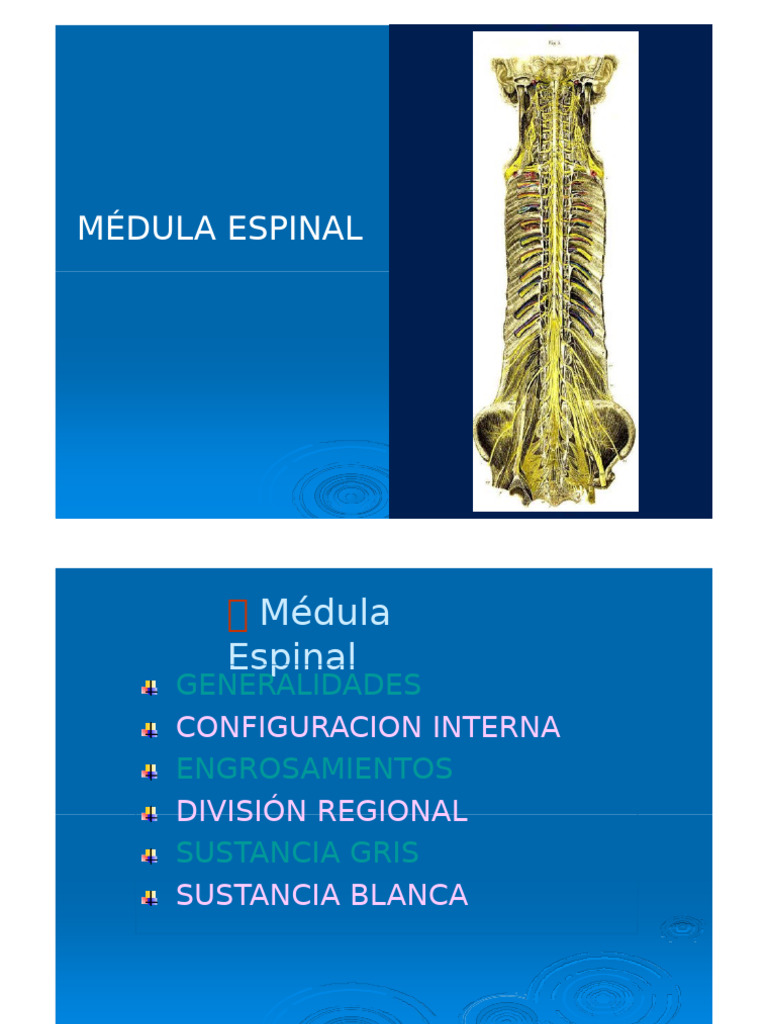 Estructura y Función de la Médula Espinal | PDF | Médula espinal | Neurona