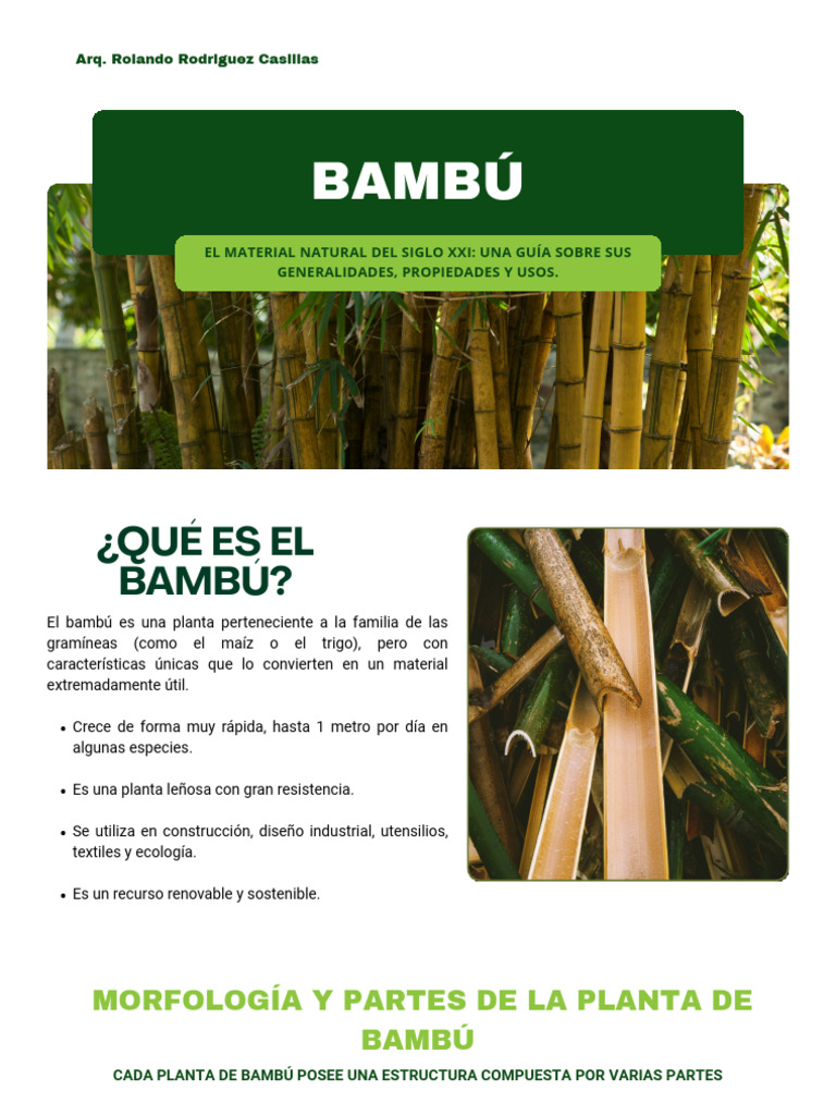 Guía Completa sobre el Bambú: Usos y Propiedades | PDF | Raíz | Plantas