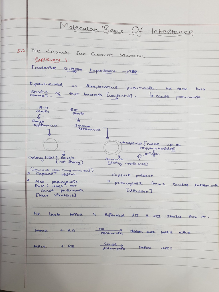 Molecular Basis of Inheritance Notes | PDF