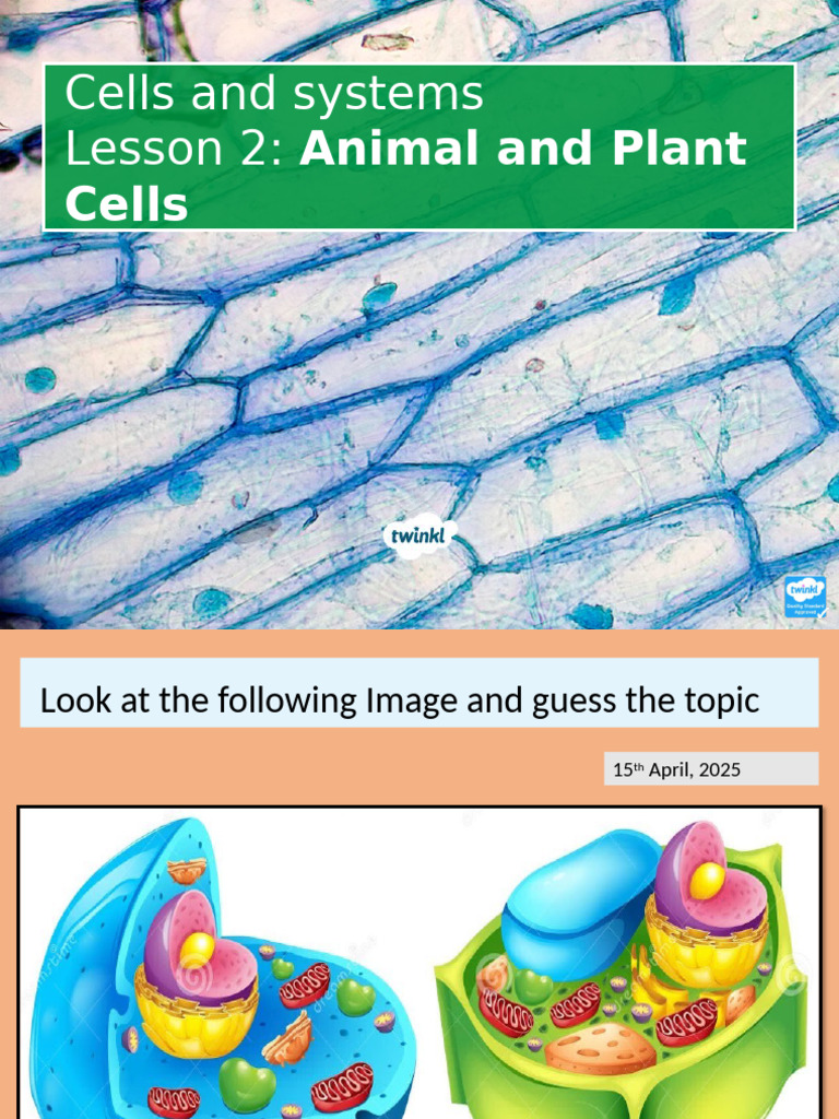 Animal and Plant Cells PowerPoint Final Observation | PDF | Cell ...