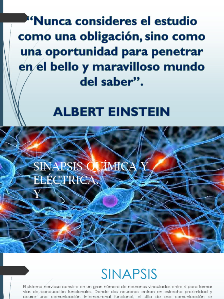 Sinapsis Química y Eléctrica en Neuronas | PDF | Sinapsis | Axon