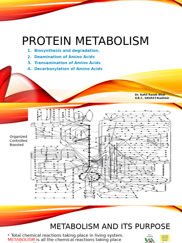 Understanding Protein Metabolism Processes | PDF | Translation (Biology ...