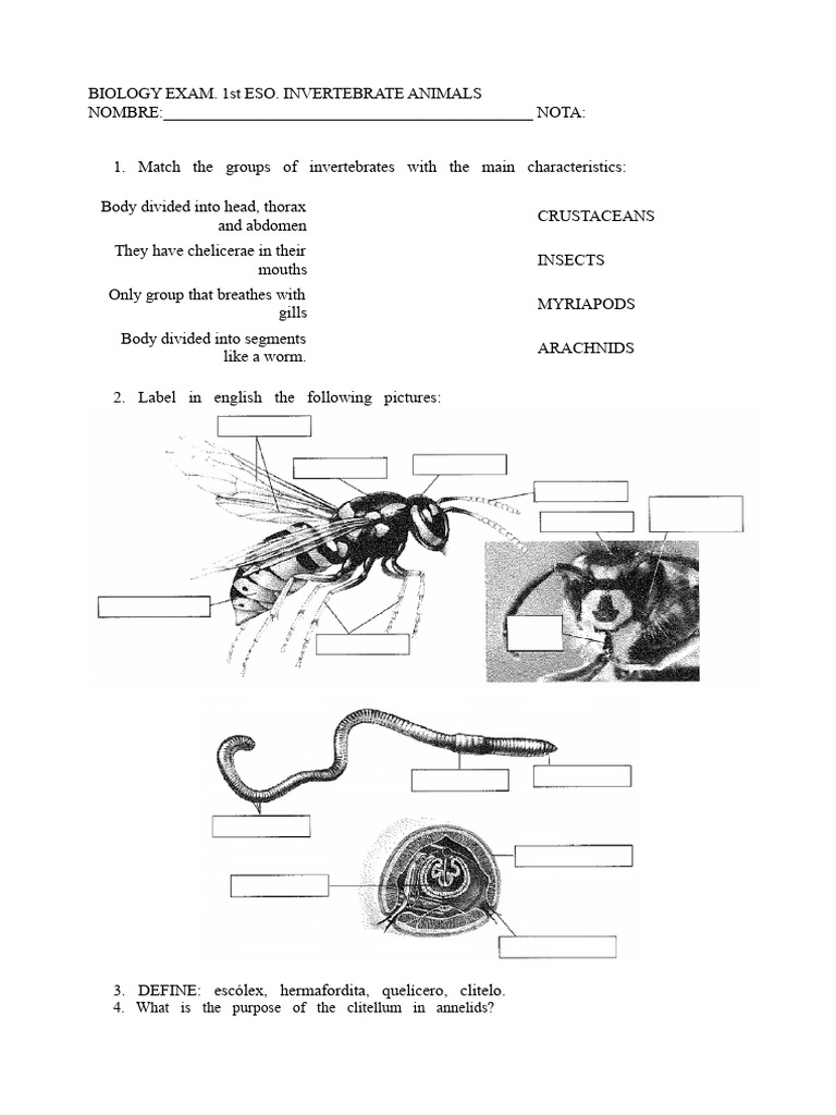 Biology and Geology 1st ESO. Exam: Invertebrates Version 2 | PDF